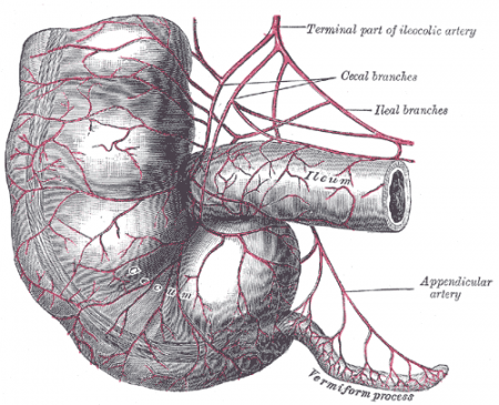 Appendix (anatomy) - Ascension Glossary